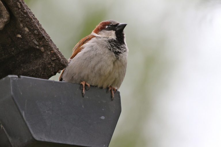 How to Keep Birds Out of Your Gutters